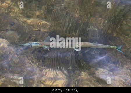 Atlantic Needlefish (Strongylura marina) Actinopterygii Stock Photo - Alamy