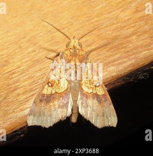 Tropical Anomis (Anomis flava) Insecta Stock Photo - Alamy