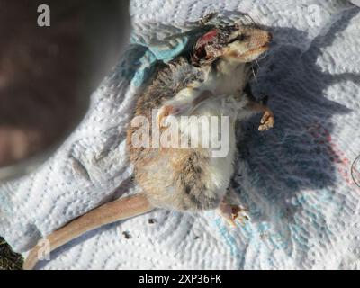 Common Fat-tailed Mouse Opossum (Thylamys pusillus) Mammalia Stock ...