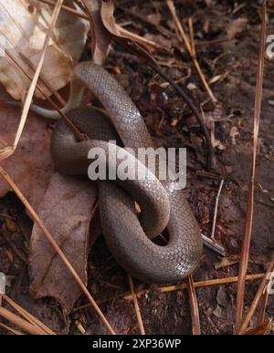 Eastern Earthsnake (Virginia valeriae valeriae) Reptilia Stock Photo ...