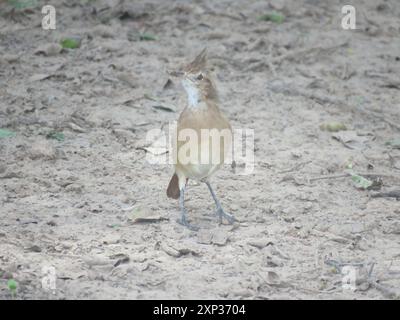 Crested Hornero (Furnarius cristatus) Aves Stock Photo - Alamy