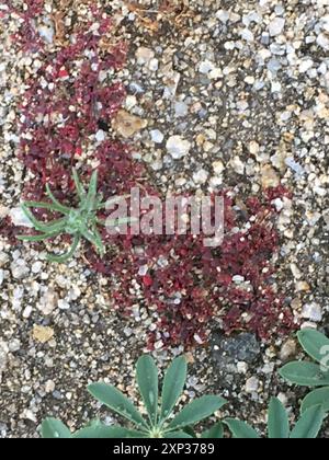 Yuma Sandmat (Euphorbia setiloba) Plantae Stock Photo - Alamy