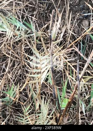 Saltgrass (Distichlis spicata) Plantae Stock Photo - Alamy
