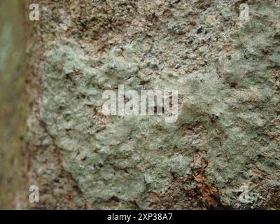 Dry Eyes Lichen (Ionaspis alba) Fungi Stock Photo - Alamy