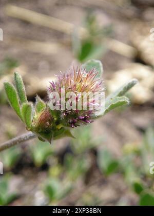 double-head clover (Trifolium macraei) Plantae Stock Photo - Alamy