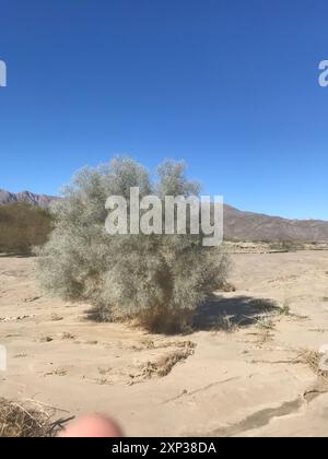 Smoke Tree (Psorothamnus spinosus), Plantae, Anza-Borrego Desert State ...