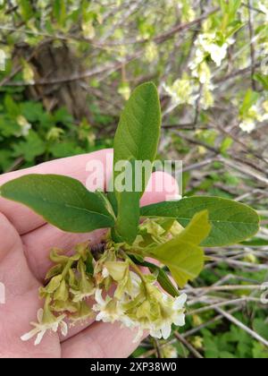 Osoberry (Oemleria cerasiformis) Plantae Stock Photo - Alamy