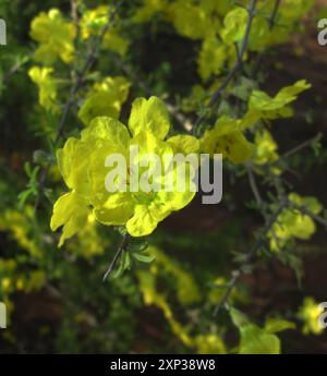 Kalahari Gold (Rhigozum brevispinosum) Plantae Stock Photo - Alamy