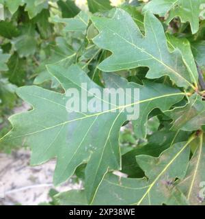Bebb's Oak (Quercus × bebbiana), Plantae, Wisconsin, US, At the time we ...