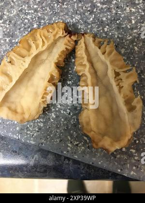 Woodchip Morel (Morchella rufobrunnea) Fungi Stock Photo - Alamy