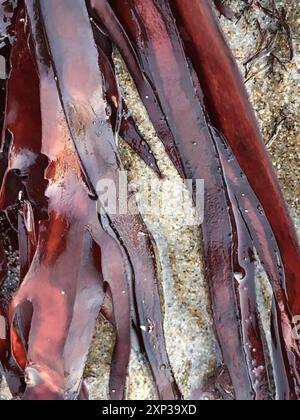 (Prionitis lanceolata) Plantae Stock Photo - Alamy