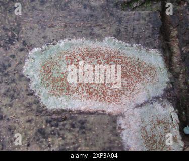 Rainforest Lichens (Phyllopsora) Fungi Stock Photo - Alamy