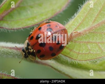 (Hesperomyces harmoniae) Fungi Stock Photo - Alamy