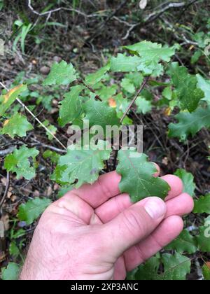 Oracle Oak (Quercus × morehus Stock Photo - Alamy