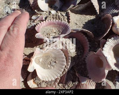 Pacific Calico Scallop (Argopecten ventricosus) Mollusca Stock Photo ...