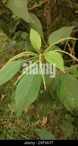 three-seeded mercuries (Acalypha) Plantae Stock Photo - Alamy
