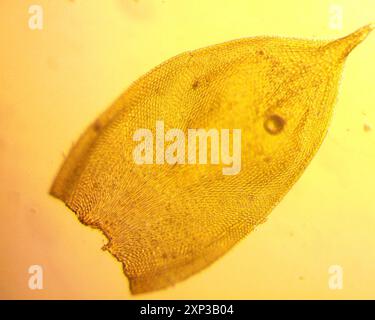 smooth hook moss (Leucodon julaceus) Plantae Stock Photo - Alamy
