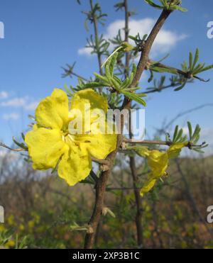 Kalahari Gold (Rhigozum brevispinosum) Plantae Stock Photo - Alamy