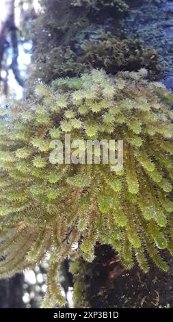 pipe-cleaner moss (Ptychomnion aciculare) Plantae Stock Photo - Alamy