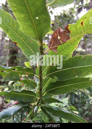 Florida hobblebush (Agarista populifolia) Plantae Stock Photo - Alamy