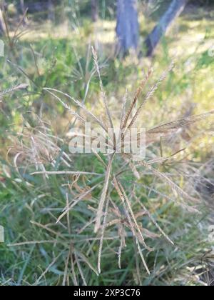 Rhodes Grass (Chloris gayana) Plantae Stock Photo - Alamy