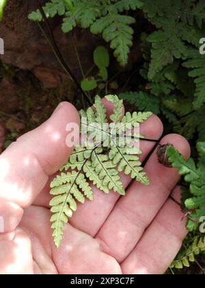 goldback fern (Pentagramma triangularis), Plantae, Island County, WA ...