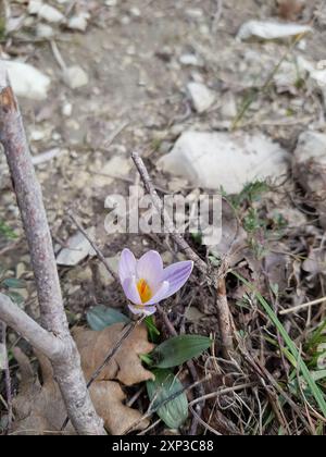 (Crocus reticulatus) Plantae Stock Photo - Alamy