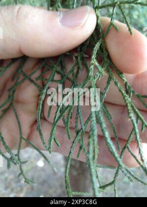 cedar of Goa (Hesperocyparis lusitanica) Plantae Stock Photo - Alamy