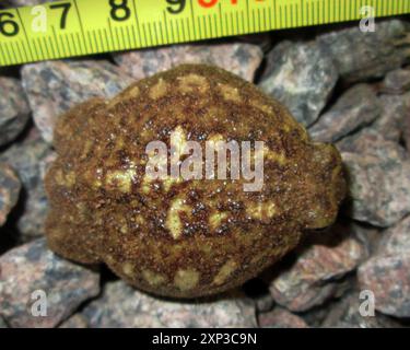 Common Rain Frog (Breviceps adspersus) Amphibia Stock Photo - Alamy