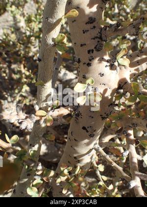 Physicnut (Jatropha cuneata) Plantae Stock Photo - Alamy
