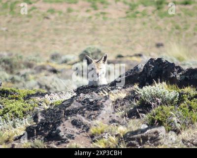 Chilla (Lycalopex grisea) Mammalia Stock Photo - Alamy