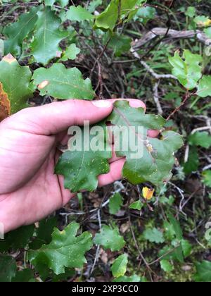 Oracle Oak (Quercus × morehus) Plantae Stock Photo - Alamy