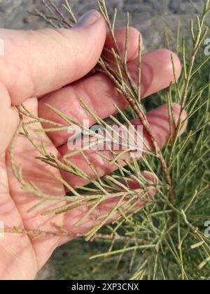 athel tamarisk (Tamarix aphylla), Plantae, Lienzo Charro, La Paz, B.C.S ...
