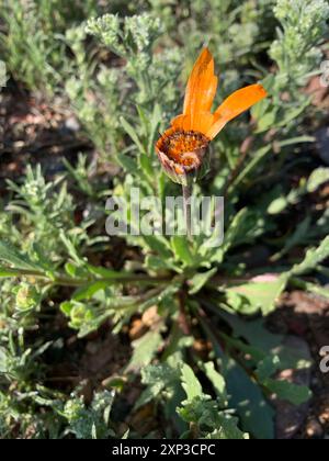 Cape marigold (Dimorphotheca sinuata) Plantae Stock Photo - Alamy