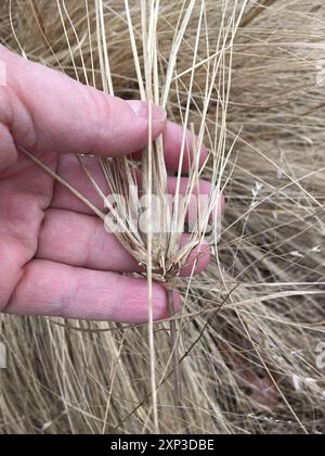 African love grass (Eragrostis curvula) Plantae Stock Photo - Alamy