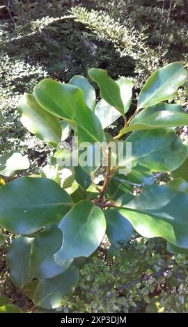 New Zealand Broadleaf (Griselinia littoralis) Plantae Stock Photo - Alamy