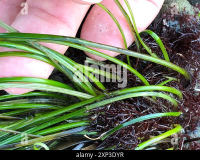 surfgrasses (Phyllospadix) Plantae Stock Photo - Alamy