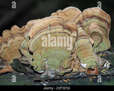 (Stereum versicolor) Fungi Stock Photo - Alamy