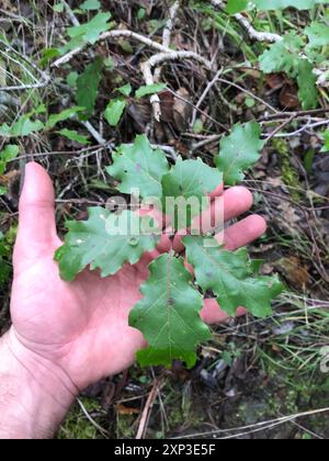 Oracle Oak (Quercus × morehus) Plantae Stock Photo - Alamy