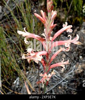 Karkar Reedpipe (Tritoniopsis antholyza) Plantae Stock Photo - Alamy