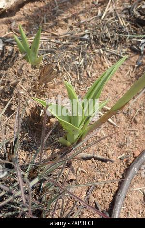 Mini Harlequin (Eulophia parviflora) Plantae Stock Photo - Alamy