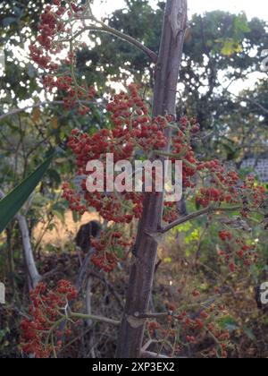 flameberry (Urera caracasana) Plantae Stock Photo - Alamy