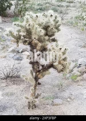 Silver Cholla (Cylindropuntia echinocarpa) Plantae Stock Photo - Alamy