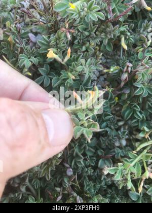 strigose lotus (Acmispon strigosus) Plantae Stock Photo - Alamy