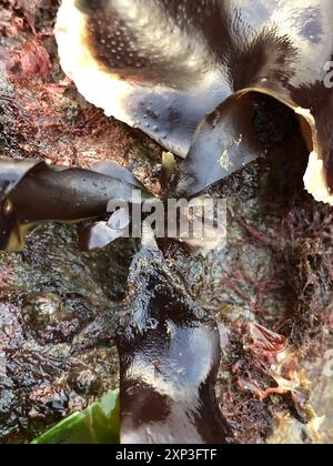 Iridescent Algae (Mazzaella) Plantae Stock Photo - Alamy