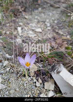 (Crocus reticulatus) Plantae Stock Photo - Alamy
