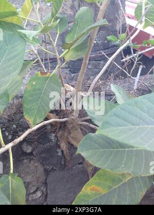nacapul (Ficus cotinifolia) Plantae Stock Photo - Alamy