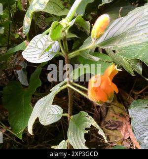 (Columnea strigosa) Plantae Stock Photo - Alamy