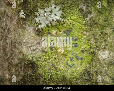 Frosted Comma Lichen (Chrysothrix caesia) Fungi Stock Photo - Alamy