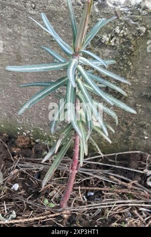 caper spurge (Euphorbia lathyris) Plantae Stock Photo - Alamy